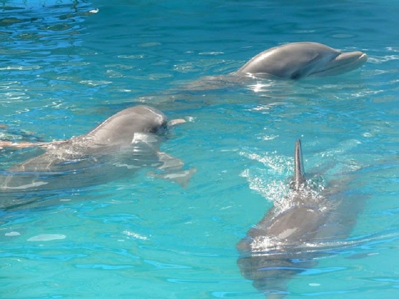 Exploring Marine & Wildlife In Dominica Up-Close