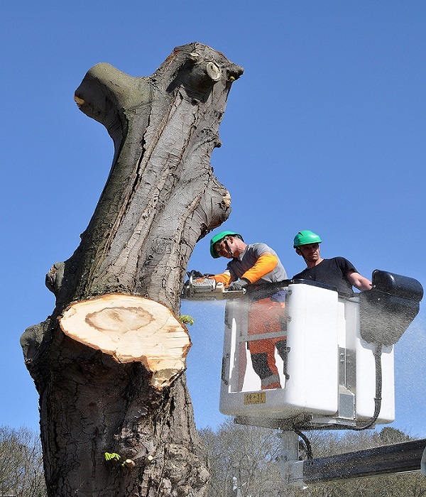 Tips for Tree Removal and Safety Instructions to Follow